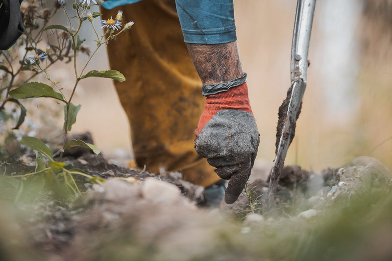 Unveiling Our Story: Discover TeamPlanting's Journey